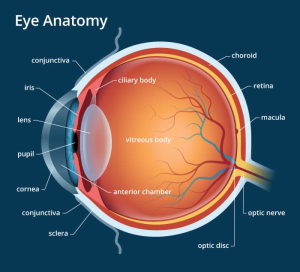 The Anatomy of The Human Eye